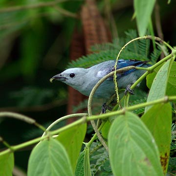 Tanagers - Birds - Personal Museum of Natural History