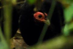 個人的博物館 - キジのなかま - 鳥類