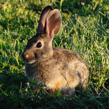 個人的博物館 - ウサギのなかま- 哺乳類